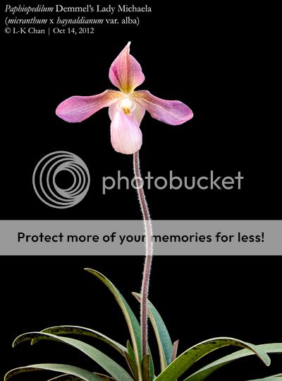 Paphs Demmel's Lady Michaela and Kiwi Charm | Slippertalk Orchid Forum