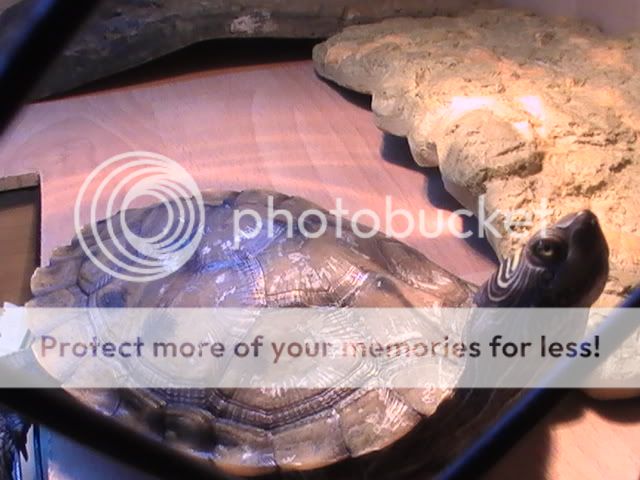 Redearslider.com :: View topic - fungus,shell rot or calcium/mineral ...