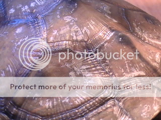 Redearslider.com :: View topic - fungus,shell rot or calcium/mineral ...