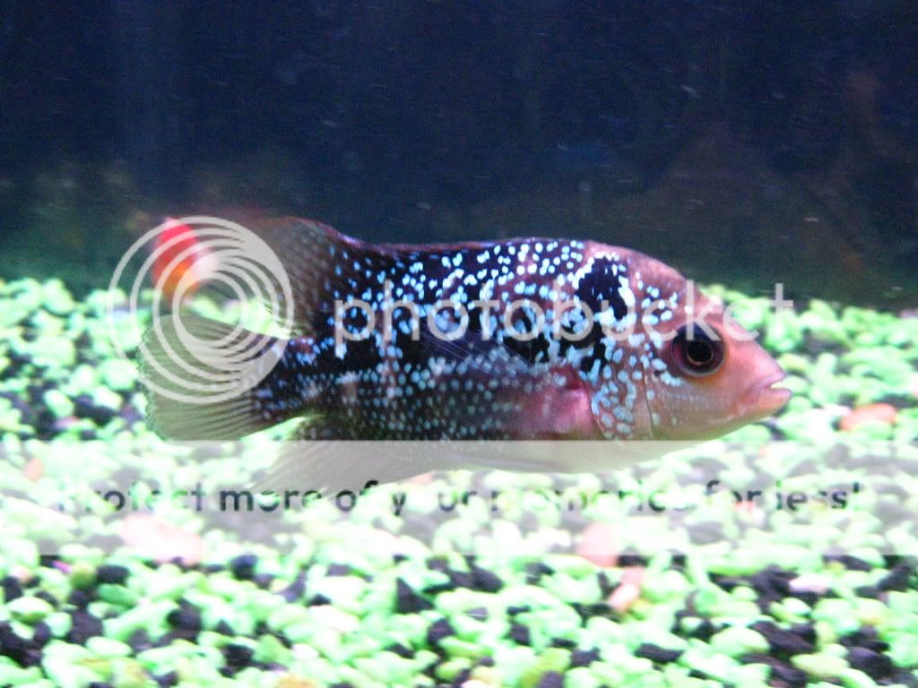 Female Half Breed Kamfa Progression Thread | MonsterFishKeepers.com