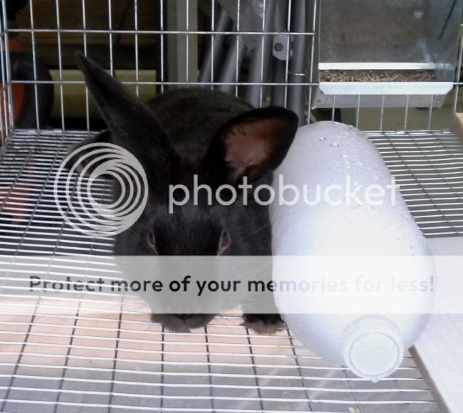 Hot Bunny Pictures? | Rabbit Talk - Meat Rabbit & Farming Forum